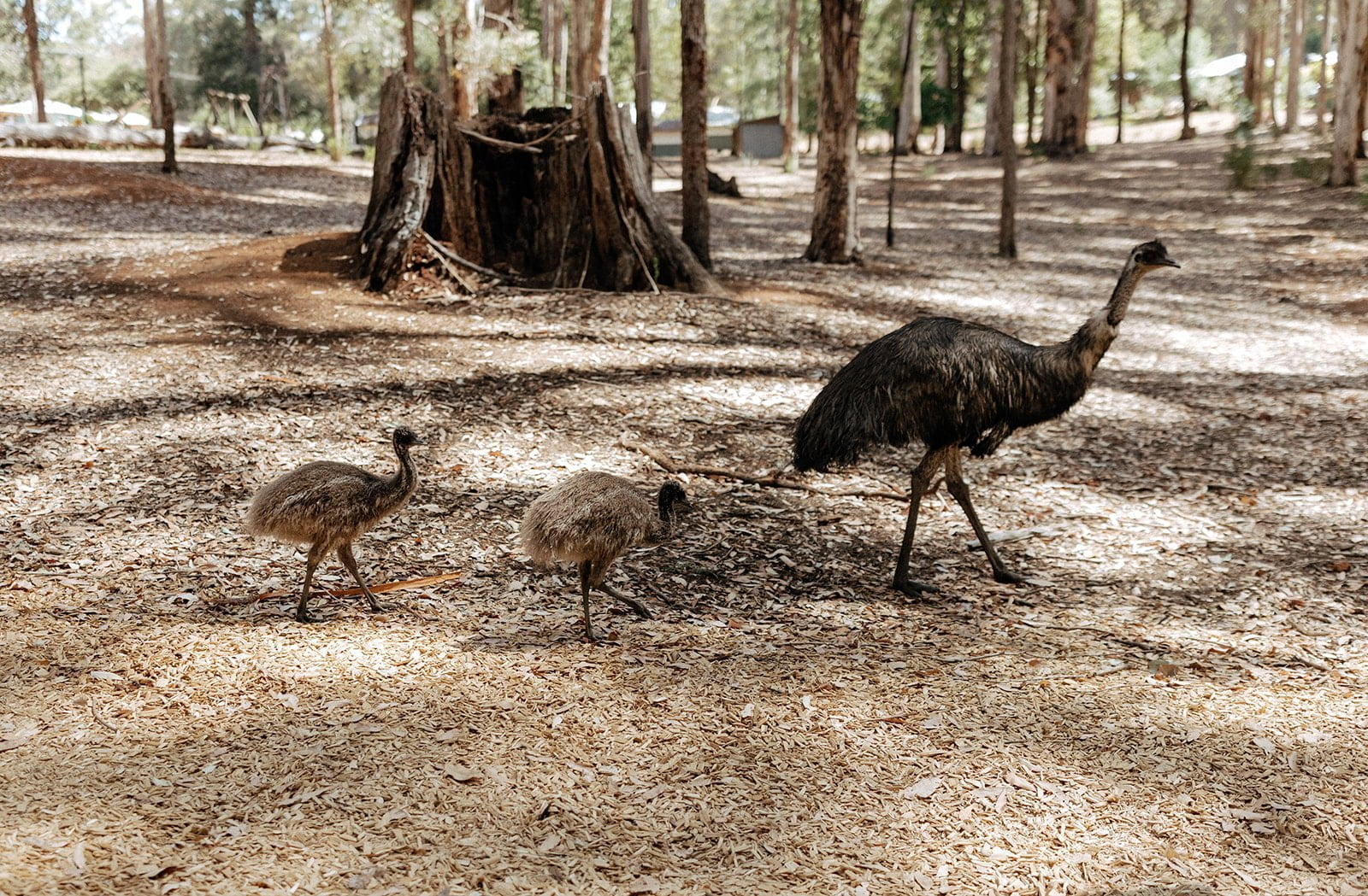 CLARE & ANTHONY'S SOUTH-WEST WA WEDDING - Hello May