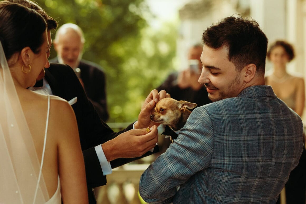 DOGS AT WEDDINGS - Hello May