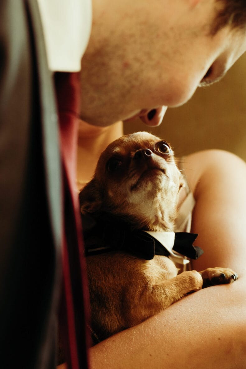 DOGS AT WEDDINGS - Hello May
