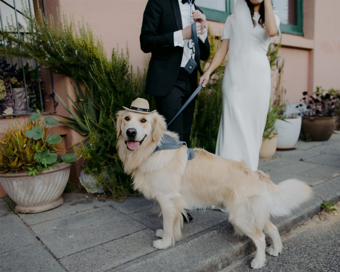 DOGS AT WEDDINGS - Hello May