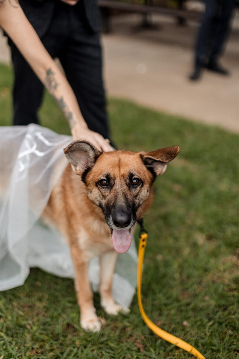 Rock 'n' Roll Brisbane Wedding - Amie & Timmy - Hello May